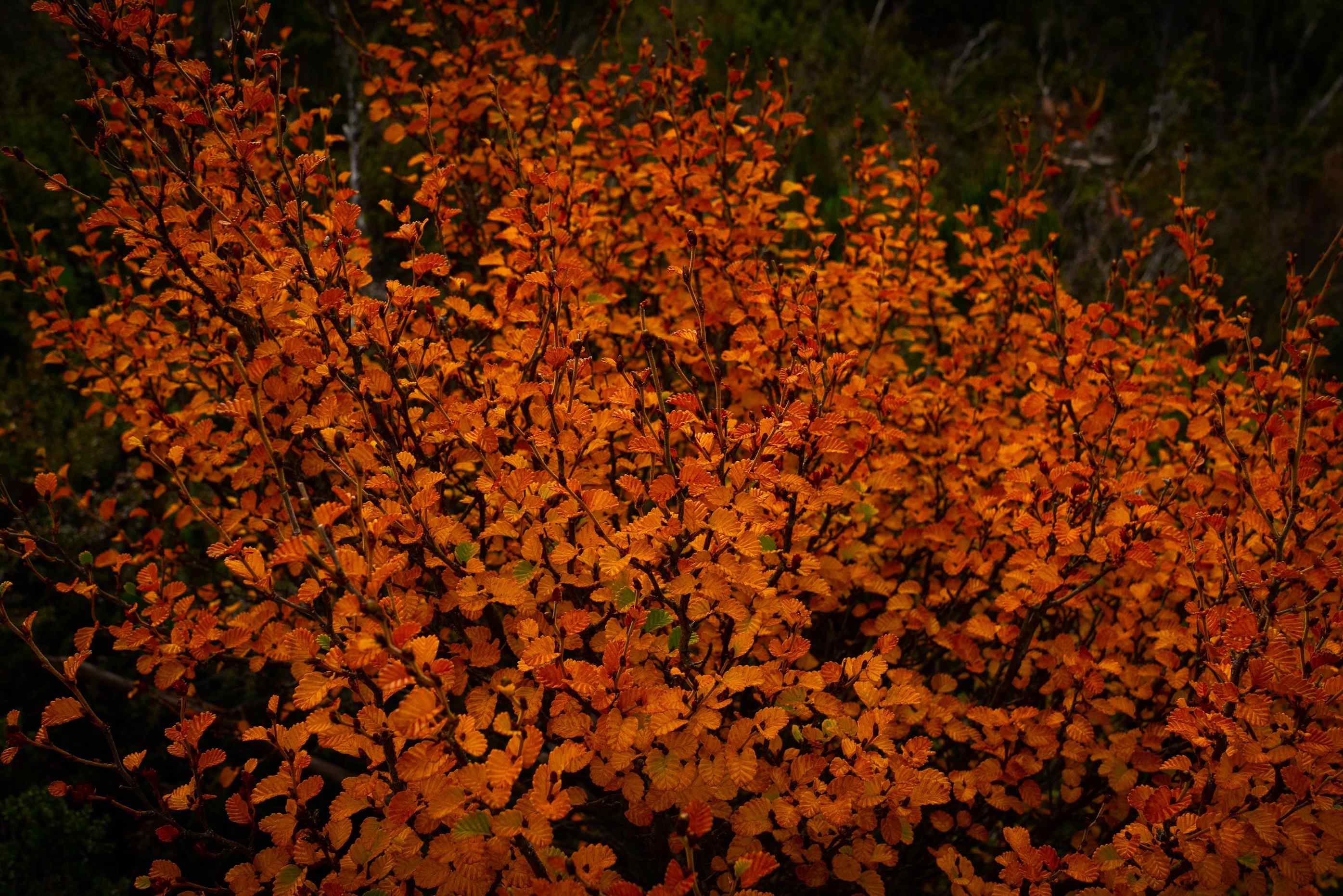 Where to see Austalia's Most Breathtaking Autumn Foliage