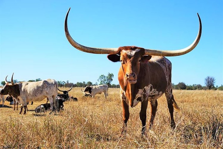 The Overlander's Way: The Queensland Camping Trip Every Aussie Should Take