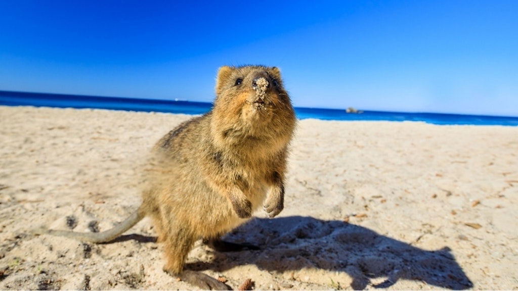 10 Famous Australian Animals and Where to See Them