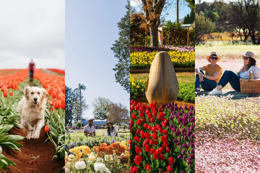 Discover Australia in Full Bloom This Spring - Wildflowers, Tulips & More