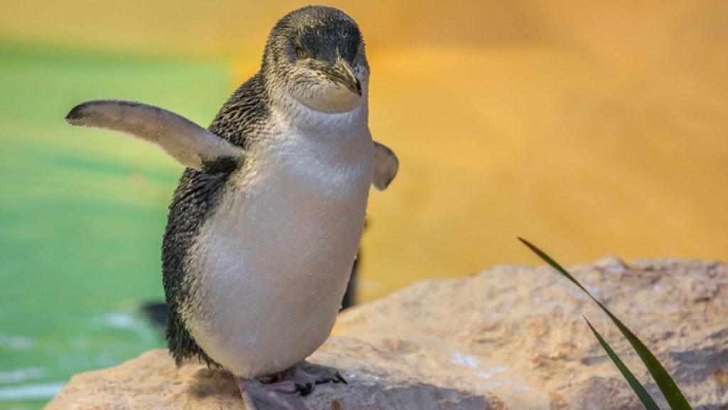 10 Famous Australian Animals and Where to See Them