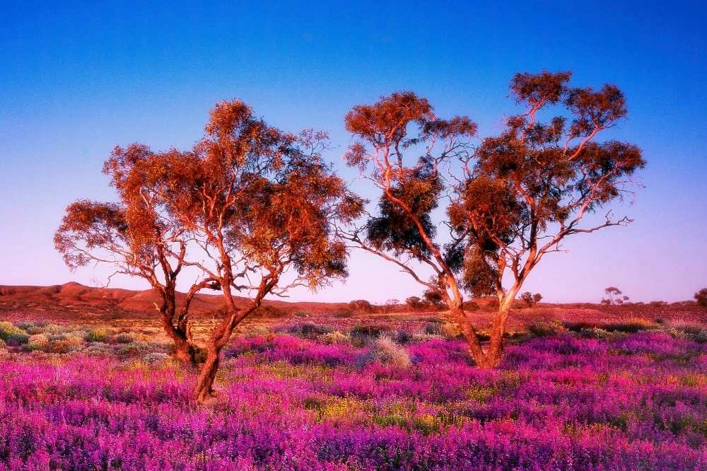 Best Spring Experiences in Australia