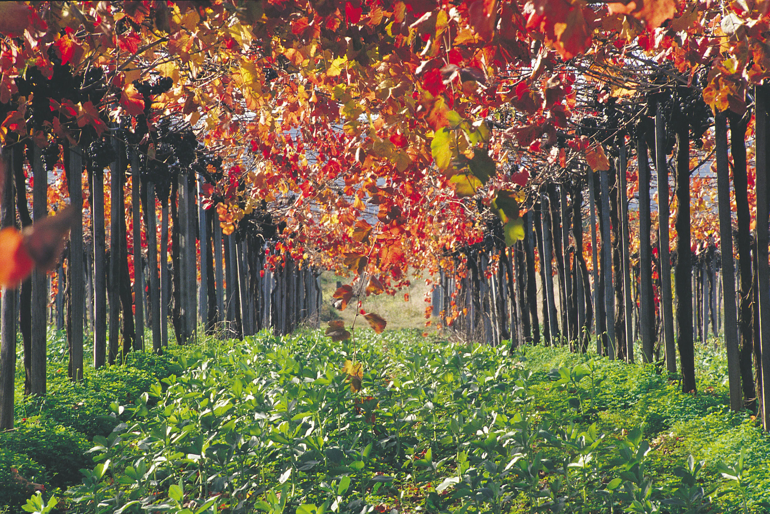 Where to see Austalia's Most Breathtaking Autumn Foliage