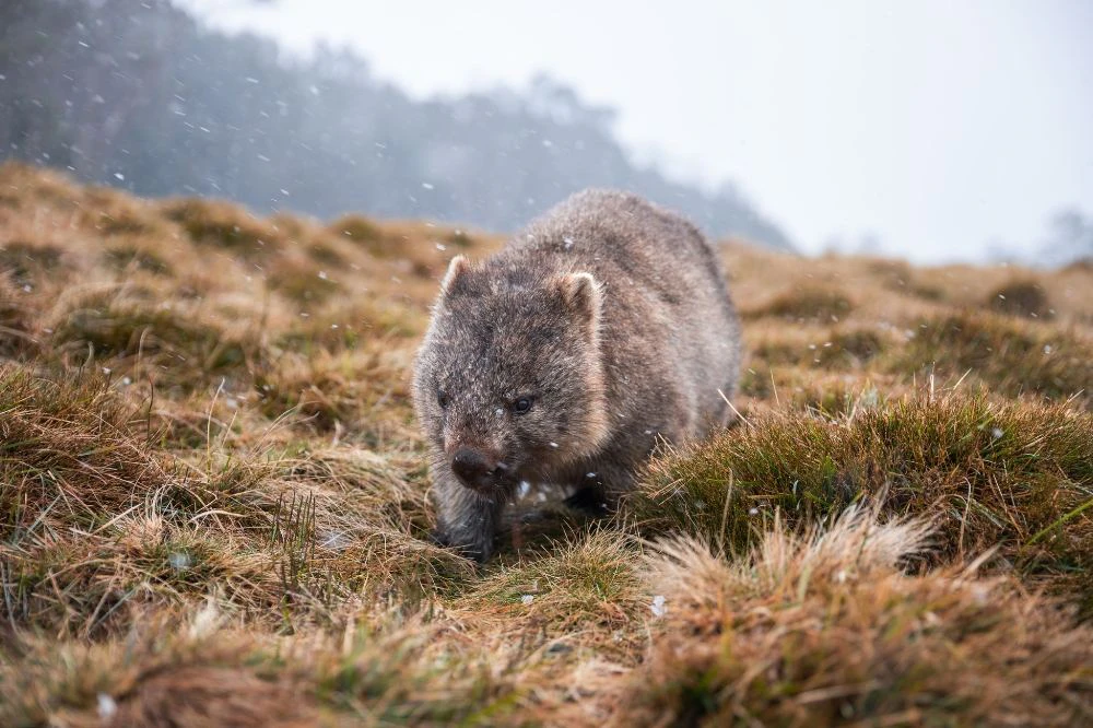 Unlock Australian Snow Accommodation with G’day Parks