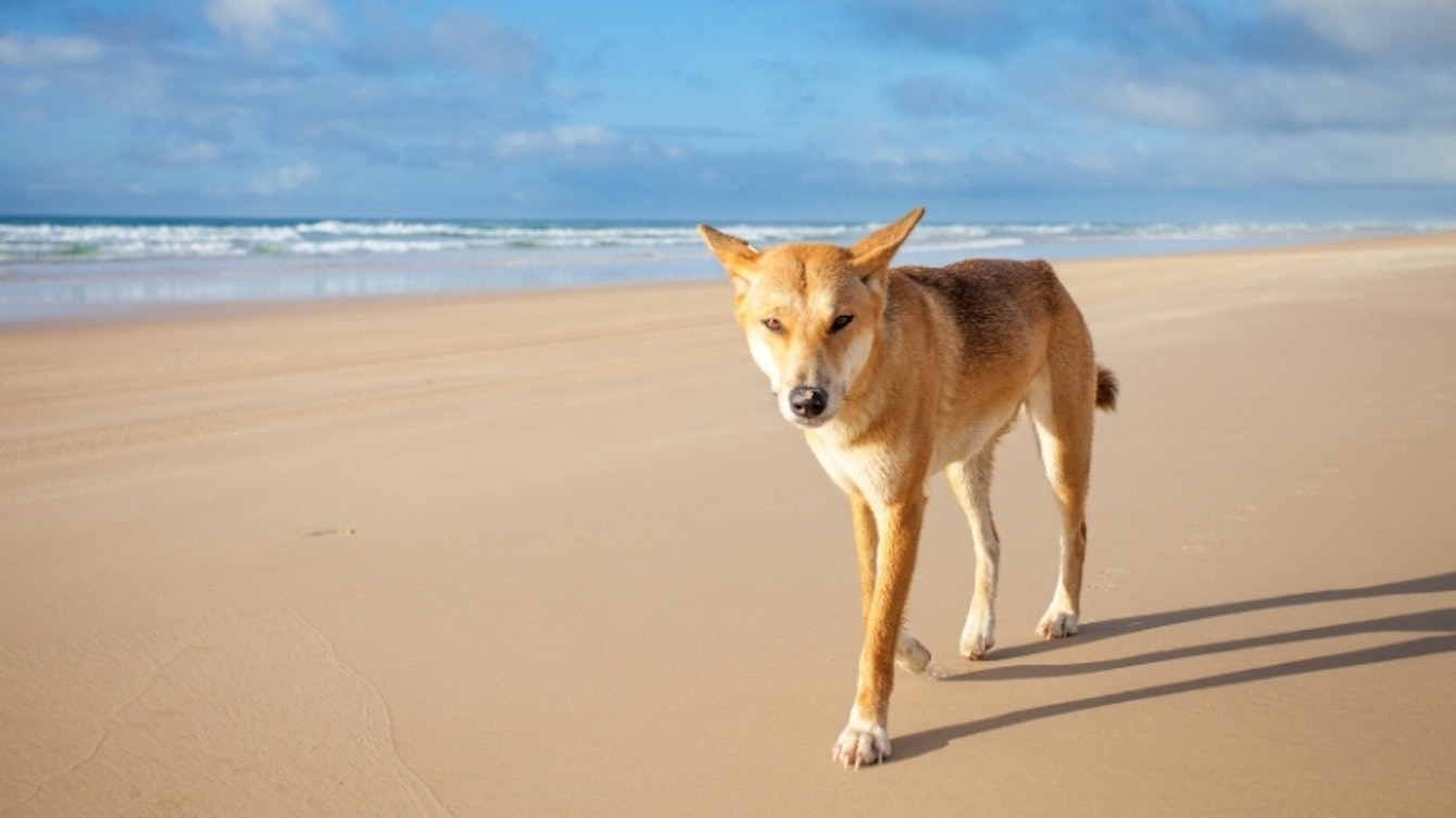 10 Famous Australian Animals and Where to See Them