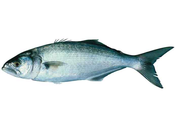 Australia's best fish to feed a family with