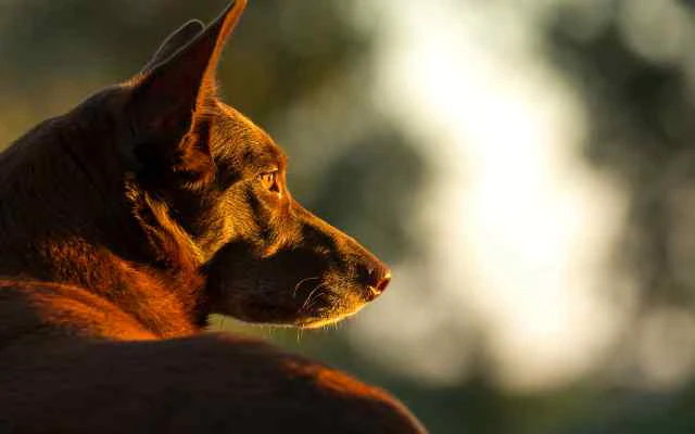 Things to do with your dog in the NT