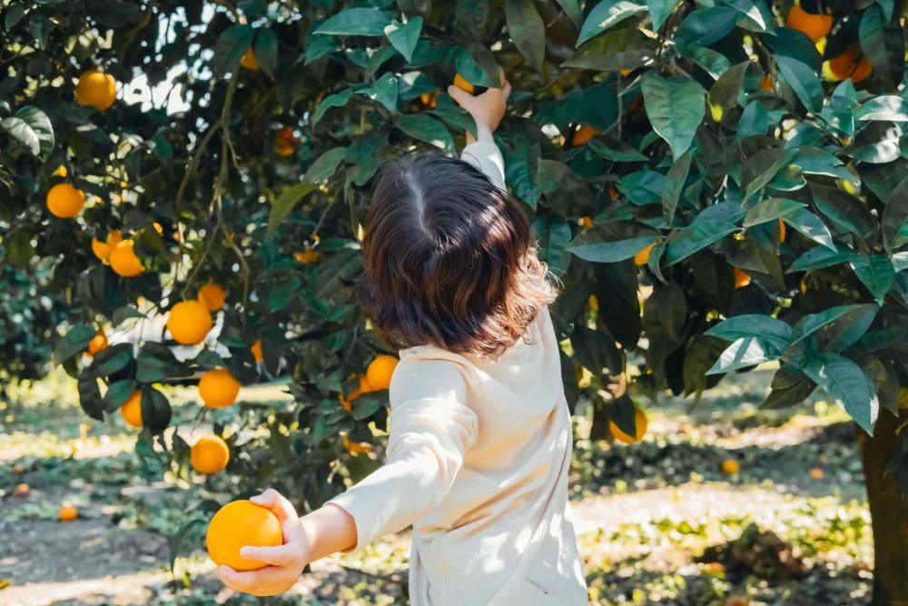 The Big Orange: A Zesty Slice of Riverland History