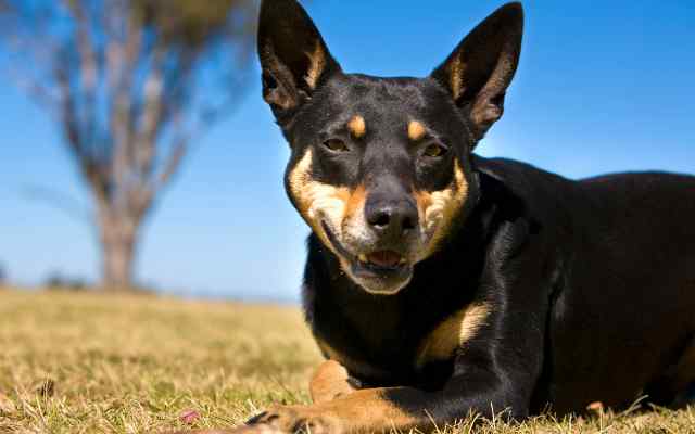 Things to do with your dog in the NT