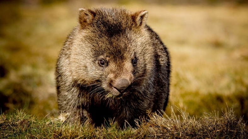 10 Famous Australian Animals and Where to See Them