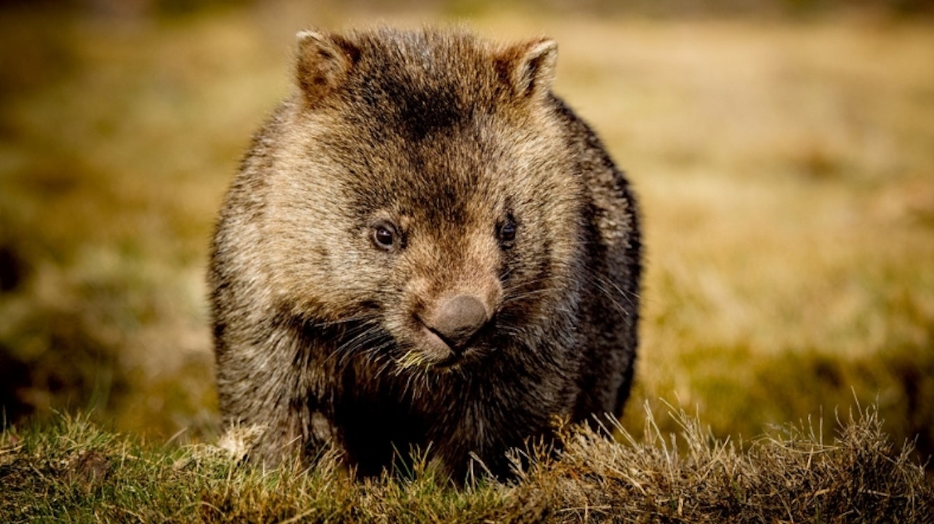10 Famous Australian Animals and Where to See Them